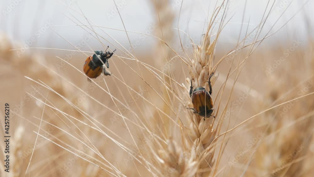 cereal crops field field. Agriculture. Harmful beetles spoil the wheat ...