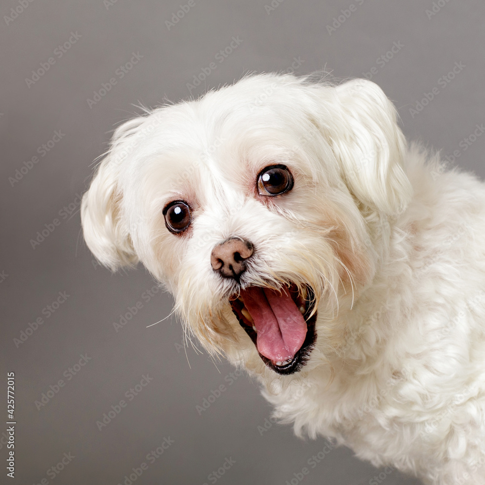 perrito sorprendido Stock-Foto | Adobe Stock