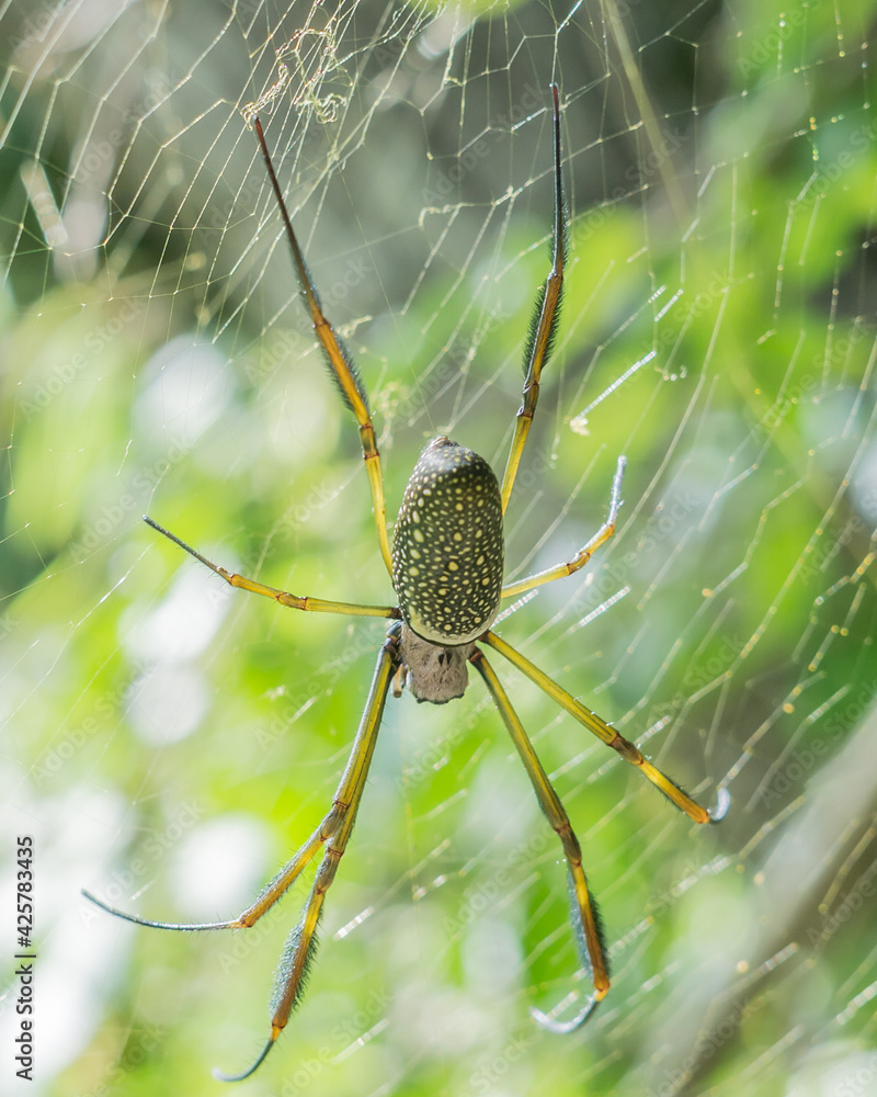 Large weaver spider, Nephila clavipes. They are distributed in tropical ...
