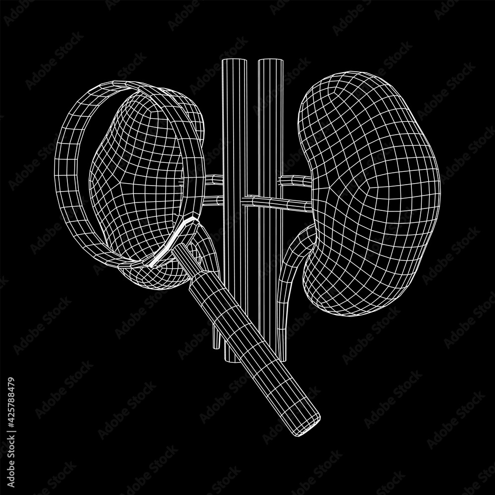 Kidneys human anatomy internal organ with magnifying glass. Medicine ...