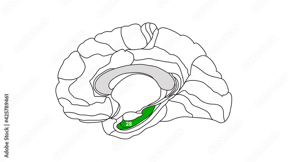 Sagittal isolated Brain Brodmann area region of the cerebral cortex ...