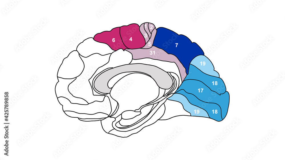 Brain Brodmann area region of the cerebral cortex with numbers on white ...