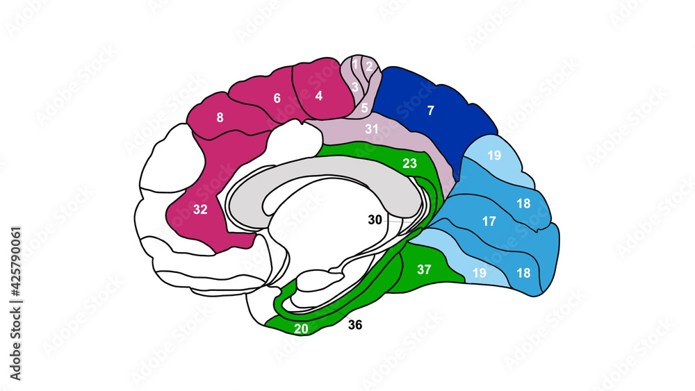 Brain Brodmann area region of the cerebral cortex with numbers on white ...