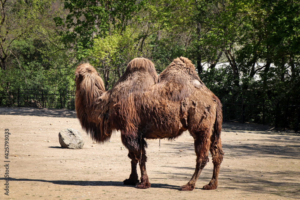 Bactrian camels family walks around their paddock and thinks about ...