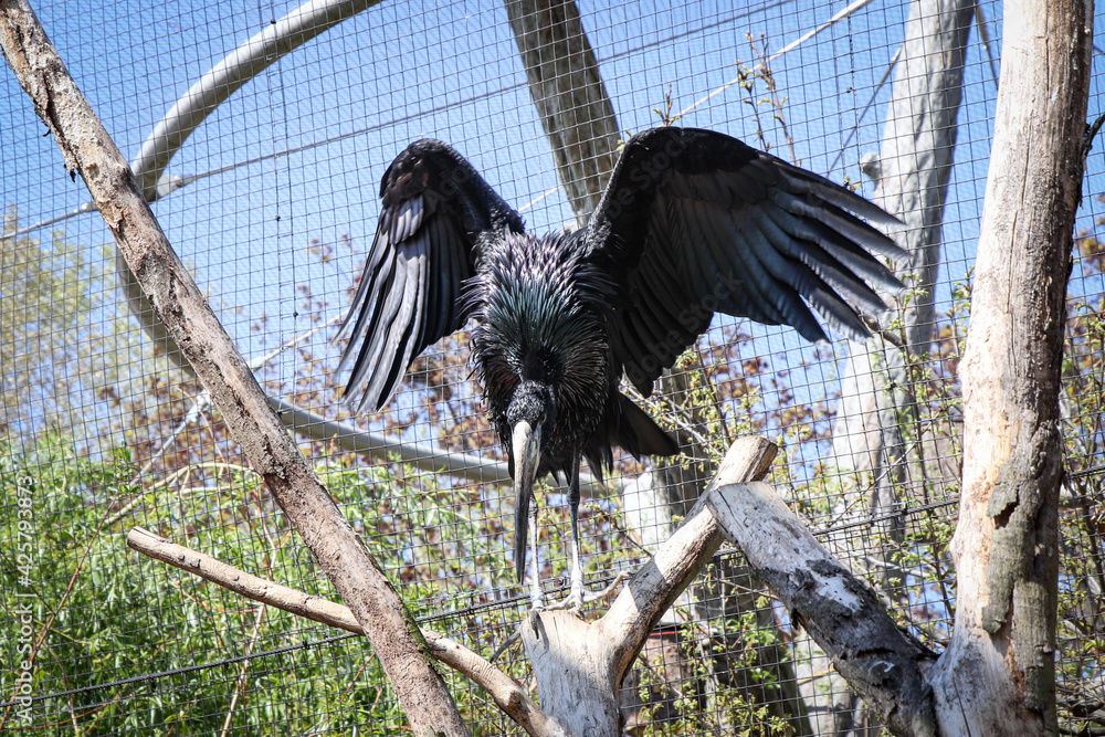 Angry and disheveled African openbill standing on a tall branch and ...