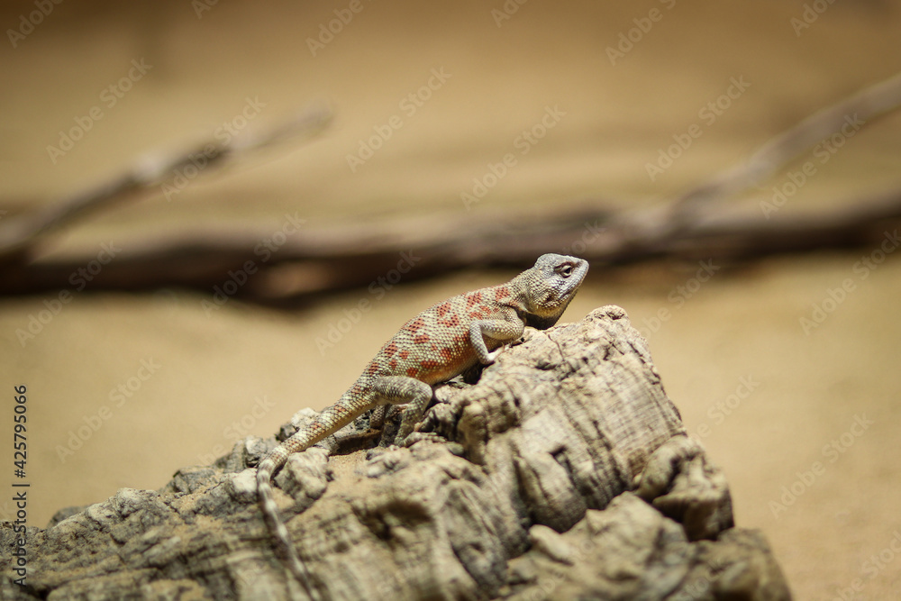 Rapelus sanguinolentus stands on a rock and looks down at its species ...