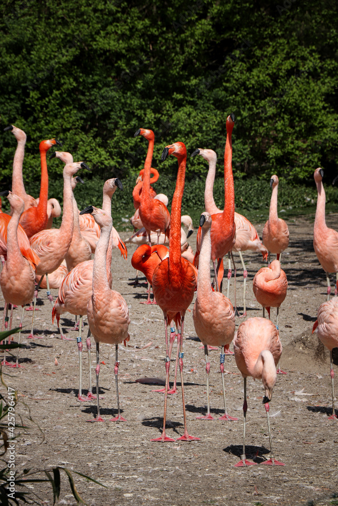 Group of beautiful red-pink American flamingo birds walking near a lake ...