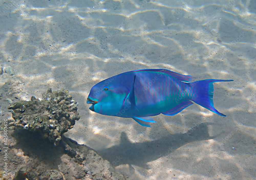 Steep-headed parrot-fish, scientific name is Chlorurus gibbus, it ...
