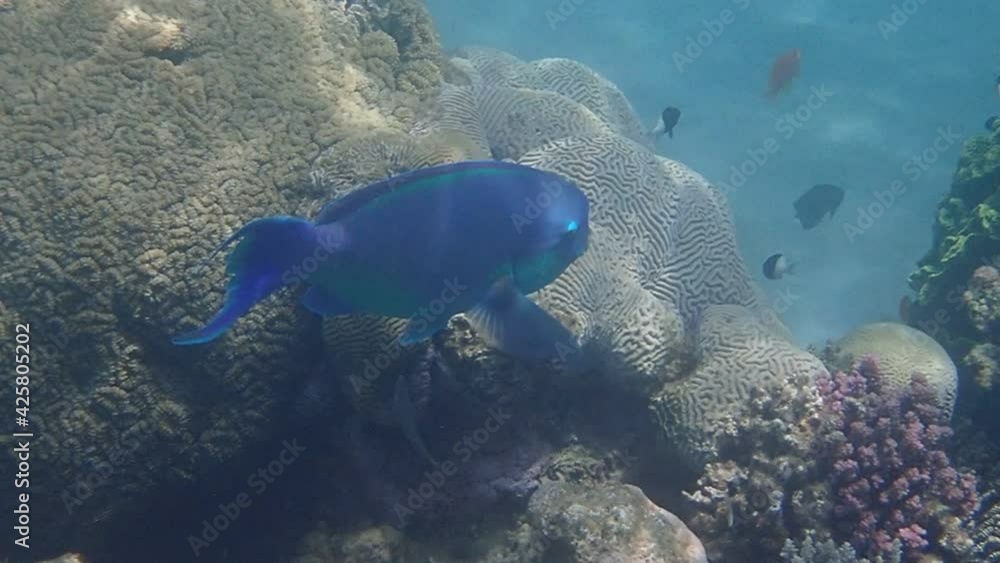 Steep-headed parrot-fish, scientific name is Chlorurus gibbus, it ...