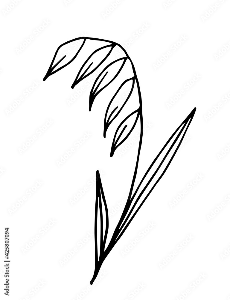 Simple hand-drawn vector drawing in black outline. Spikelet of oats ...