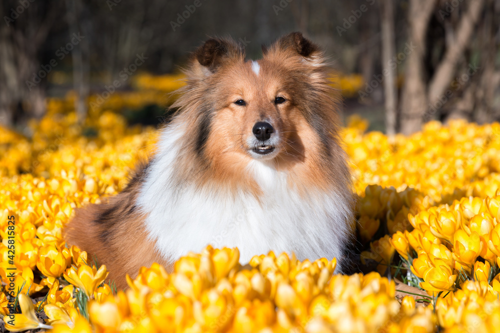 Stunning nice fluffy sable white shetland sheepdog, sheltie portrait in ...