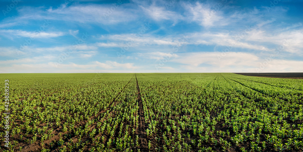 Rows of green bean field in spring. Legumes. Agriculture panoramic view ...
