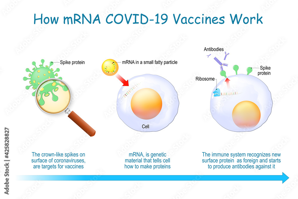 How mRNA Vaccines Work. COVID-19. pandemic Stock Vector | Adobe Stock