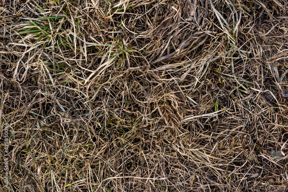Dry grass, texture, top view Stock Photo | Adobe Stock
