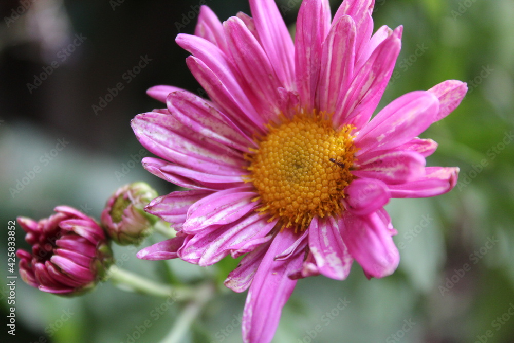 Flores y colores naturales. Stock Photo | Adobe Stock