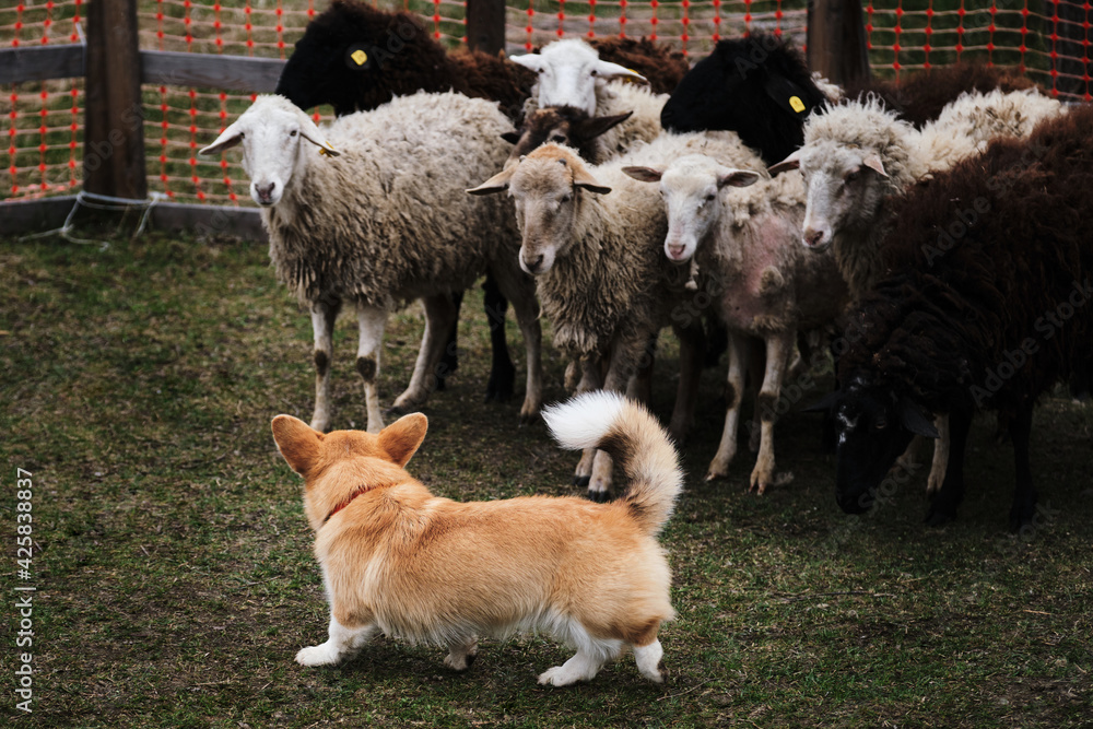 A beautiful and intelligent little shepherd dog. Welsh corgi Pembroke ...