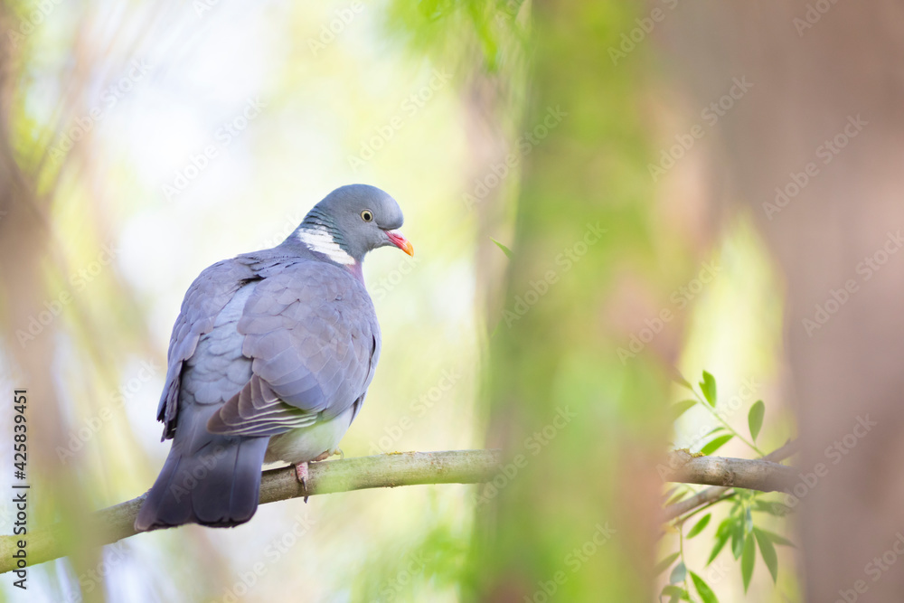 Paloma torcaz (Columba palumbus) entre las ramas de un árbol en una ...