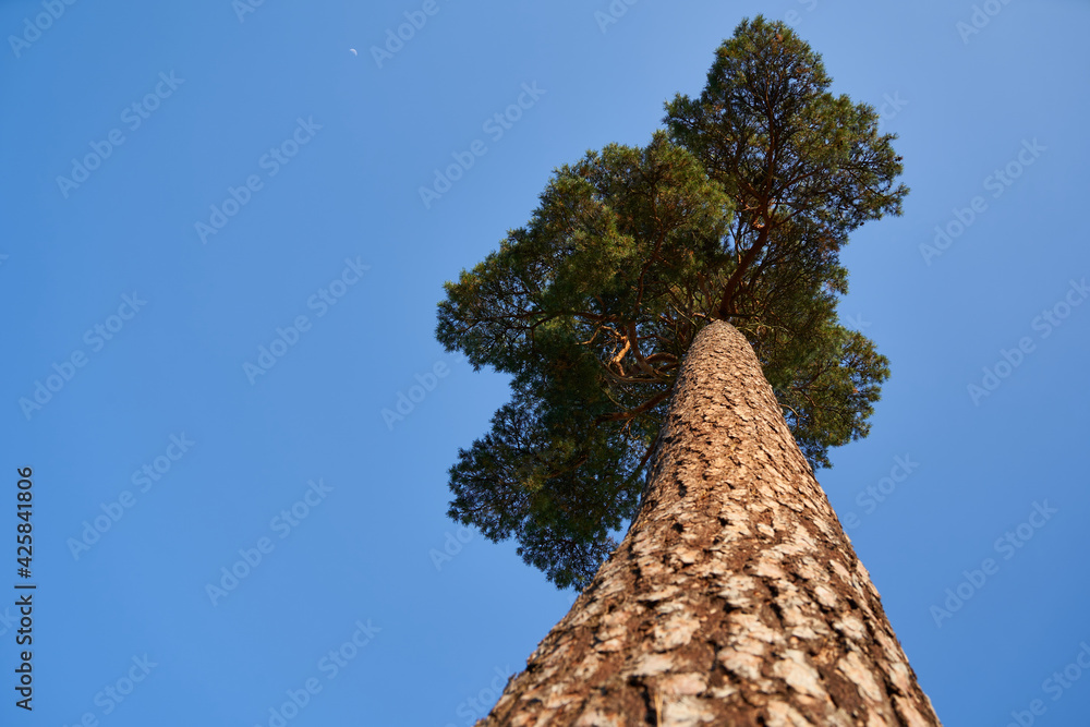 Large pine tree photographed from below, moon sickle can be seen ...