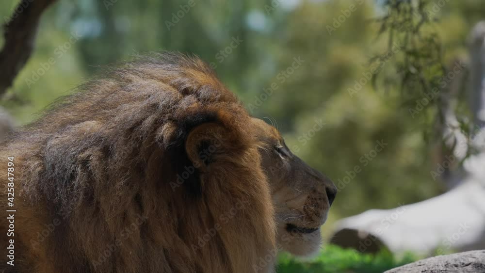 This video shows a side view, profile portrait of a majestic male lion ...
