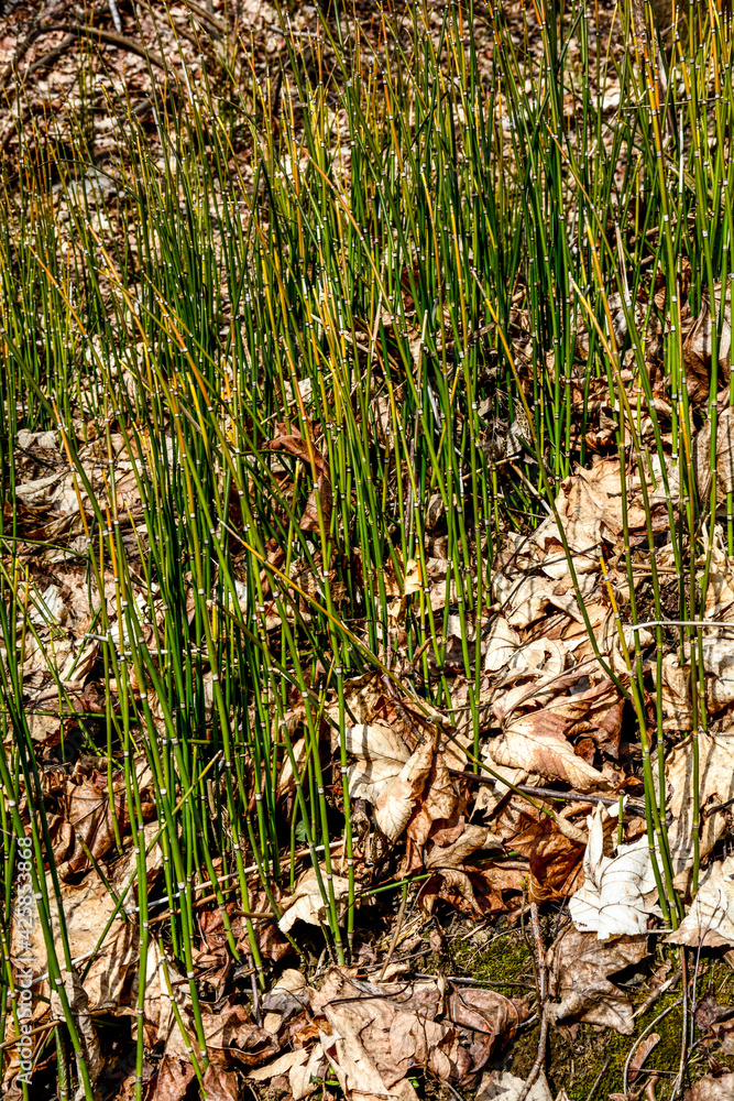 Equisetum hyemale, commonly known as rough horsetail, scouring rush ...