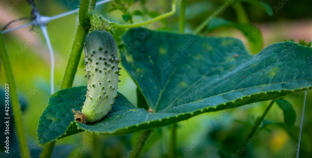 Banner. A small gherkin on the leaf. Organic growing a small gherkin on ...
