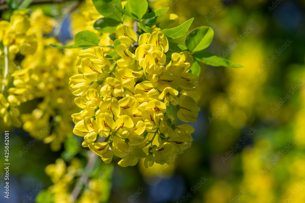 Laburnum anagyroides golden rain chain ornamental shrub branches in ...