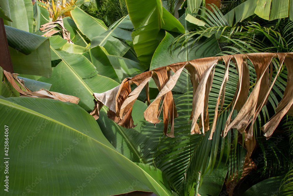 A dead dried banana plant leaf offset by vibrant healthy green leaves ...