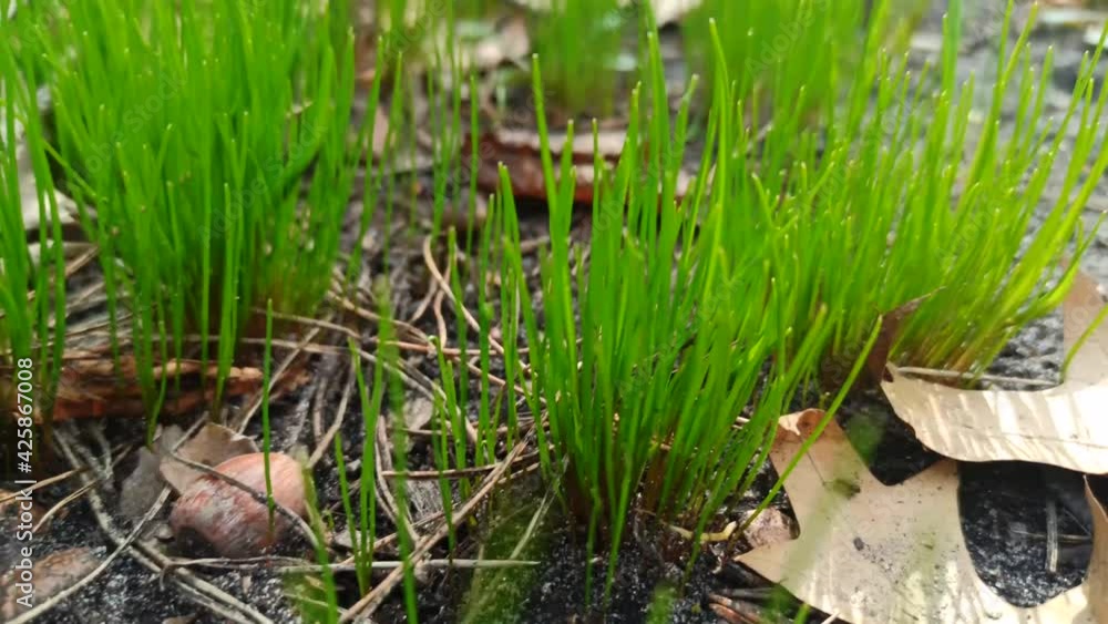 Fresh green grass in early spring Stock Video | Adobe Stock
