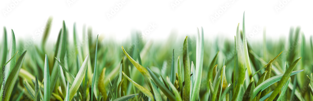 Gras, Wiese oder Rasen Detailaufnahme oder Zoom: Thema Natur oder ...