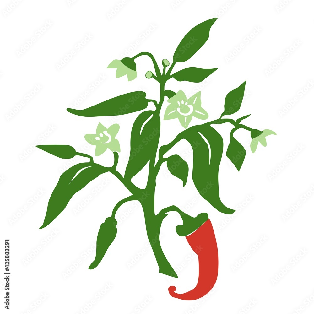 Hand drawn color botanical illustration with fresh cayenne pepper plant ...