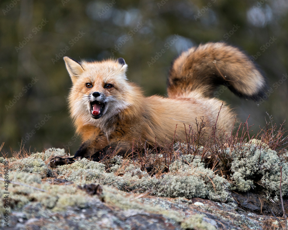 Red Fox Photo Stock. Fox Yawning. Laying down on a moss rock with open ...