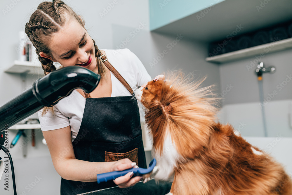 Cavalier King Charles Spaniel on the table for grooming in the beauty salon for dogs. Female ...