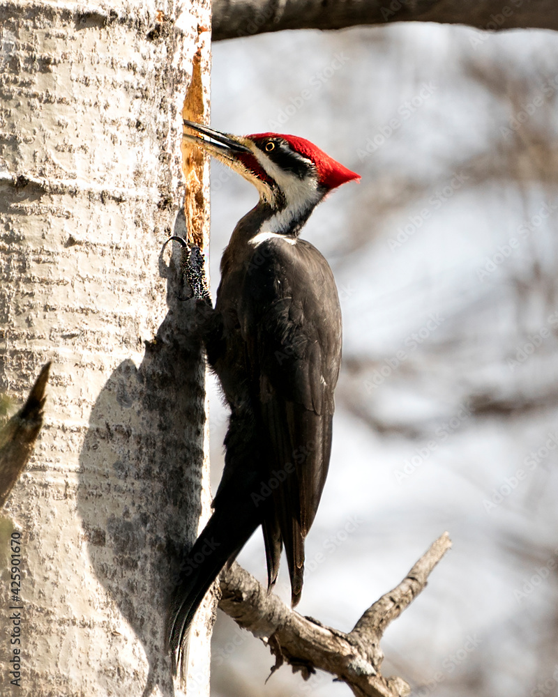 Woodpecker Photo Stock. Close-up profile view perched on a tree trunk ...