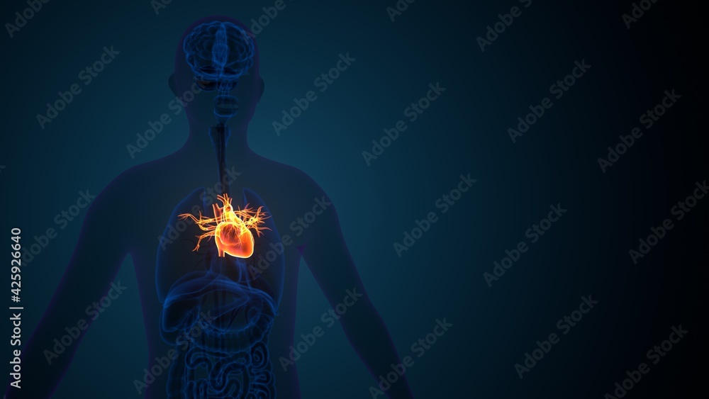 3d render of male human heart anatomy. Stock Illustration | Adobe Stock