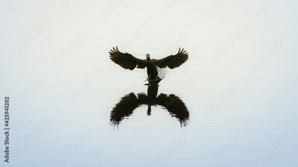 Indian cormorant bird landing on the calm water surface of the lake in ...