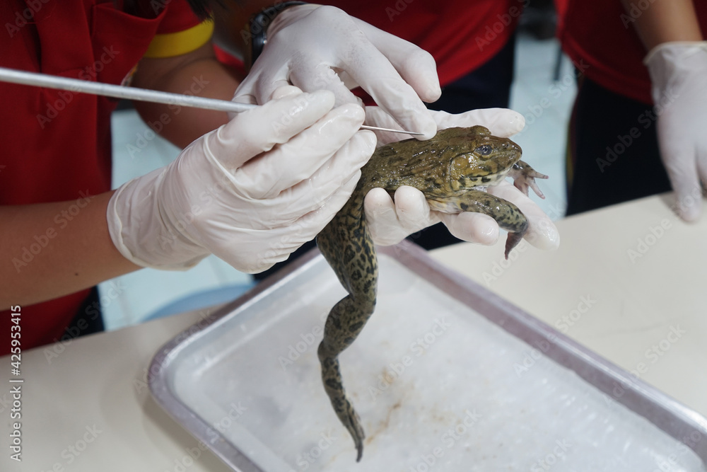 Use a needle to pierce the brain to paralyze the frog for learning ...