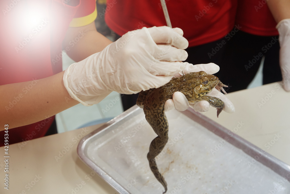 Use a needle to pierce the brain to paralyze the frog for learning ...