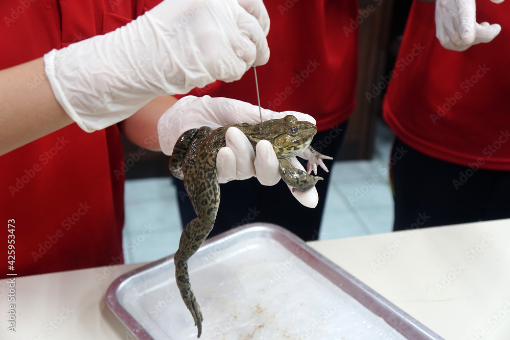 Use a needle to pierce the brain to paralyze the frog for learning ...