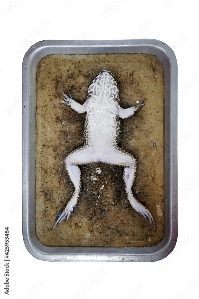 Frog in dissection pan isolated on white background with clipping path ...