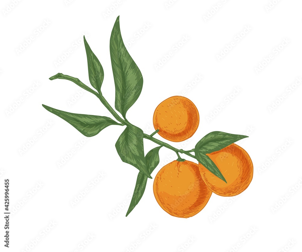 Vetor de Leaves and fruits of tangerine growing on mandarin tree branch ...