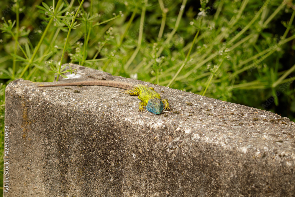 Blue and yellow Lacerta schreiberi lizard basking in the sun on a ...