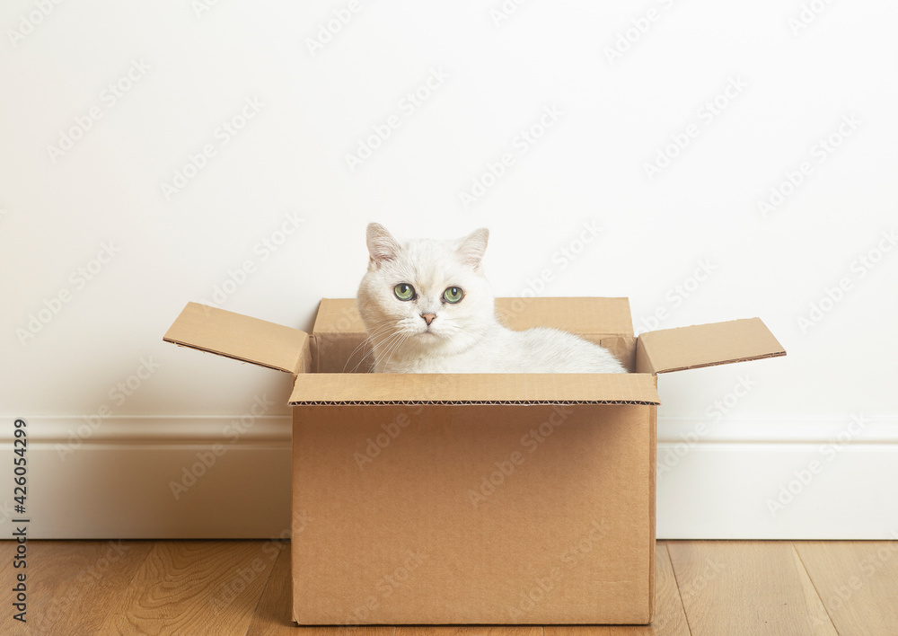 Cat in a box. A funny cat sits in a cardboard paper box against the ...