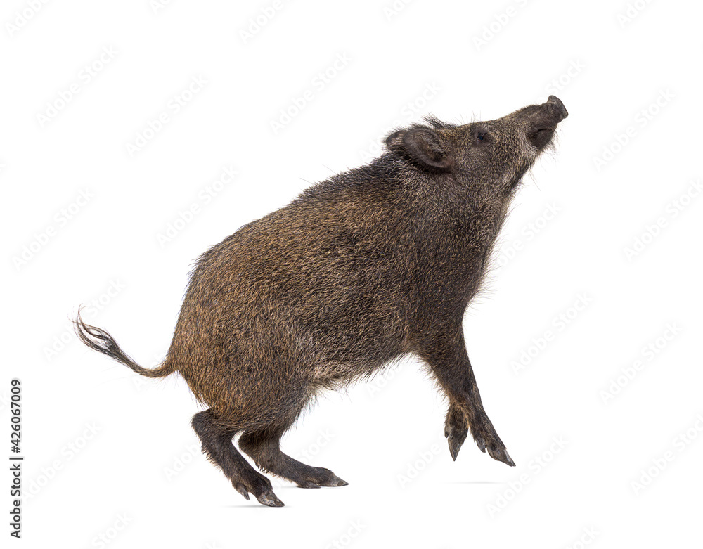 Wild boar looking up, on hind legs, and trying to jump, isolated on ...