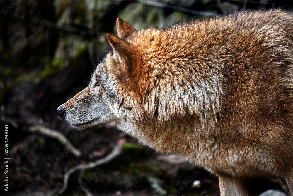 Mongolian wolf also known as tibetian wolf. Latin name - Canis lupus ...