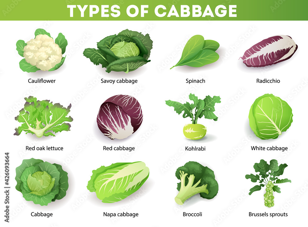 Set with different types of cabbage with inscriptions, isolated on ...