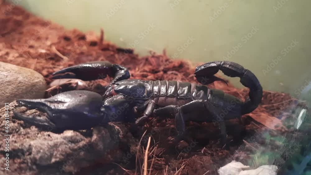 scorpion on the ground, scorpion, venom, venomous, female scorpion ...