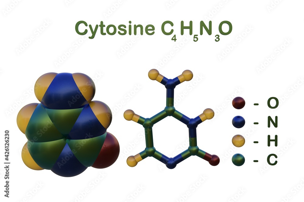 Structural chemical formula and molecular model of cytosine, one of the ...