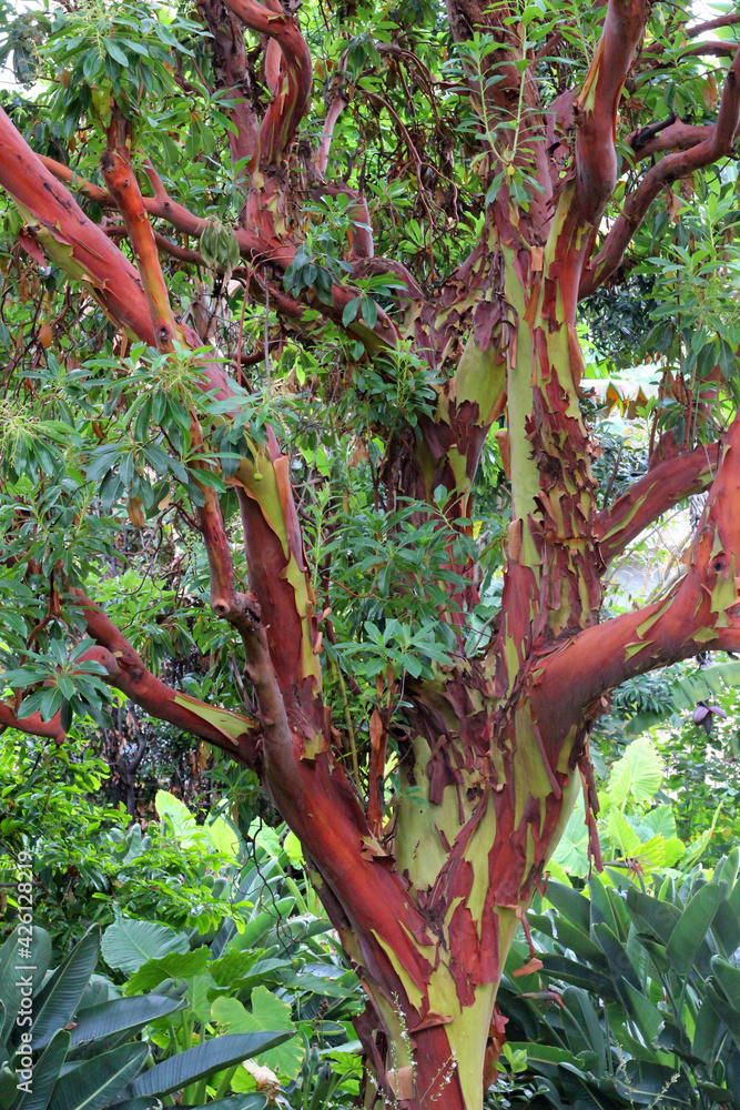 Rainbow eucalyptus deglupta Mindanao gum or rainbow gum exotic tree ...