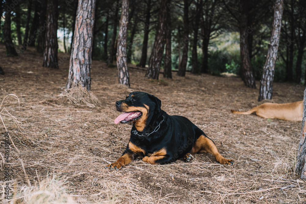 Rottweiler hembra línea alemana disfrutando de un paseo por el parque ...