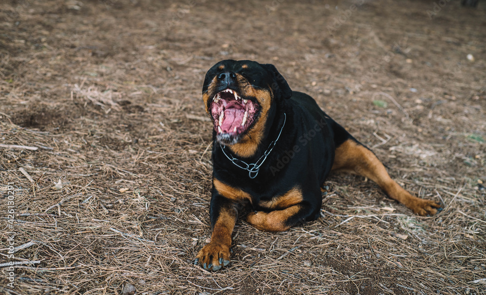 Rottweiler hembra línea alemana disfrutando de un paseo por el parque ...